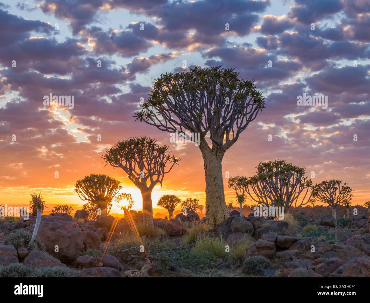 Namibia, Karas province, Quiver Tree forest, sunrise over Quiver trees ...