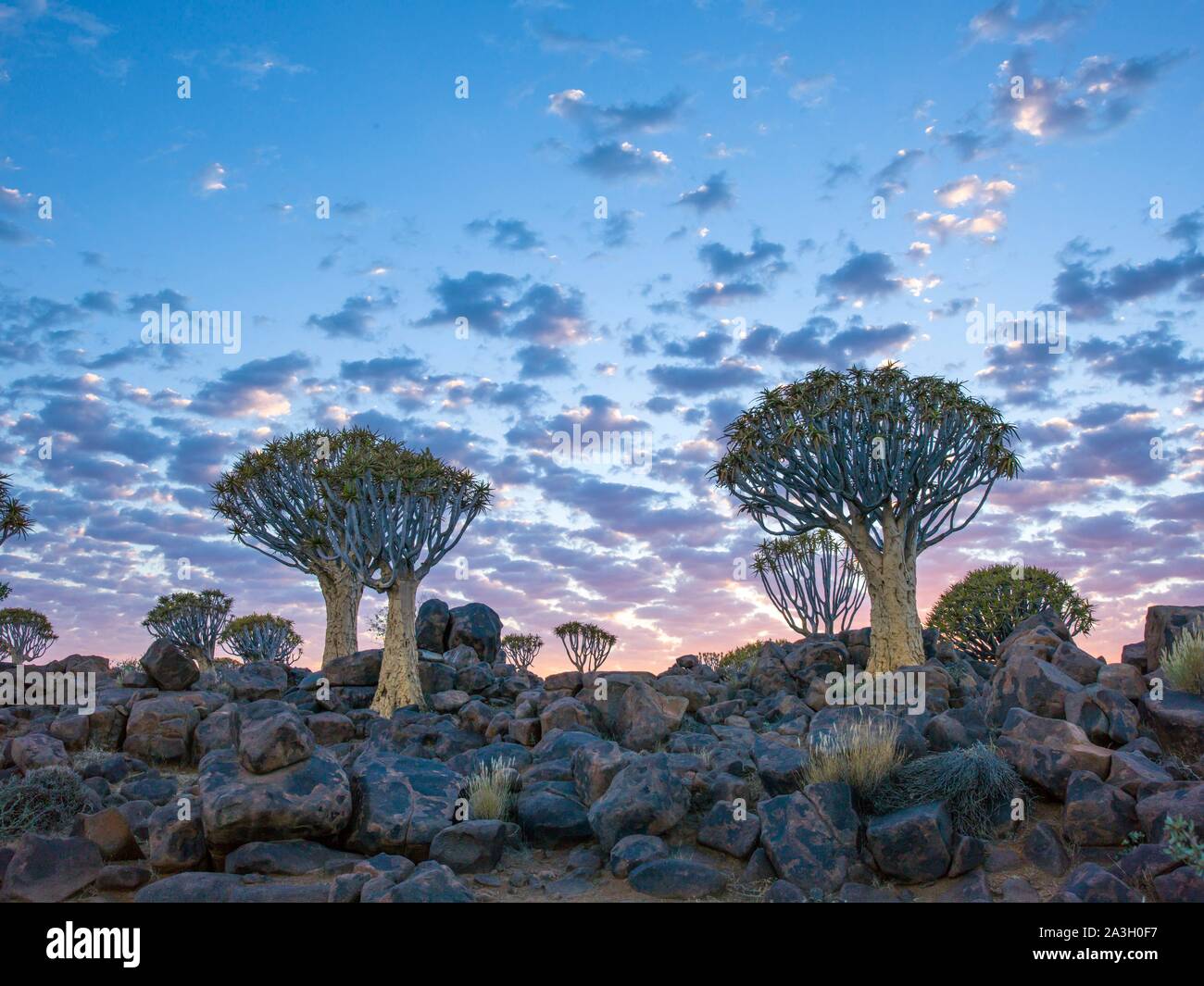Namibia, Karas province, Quiver Tree forest, sunrise over Quiver trees ...