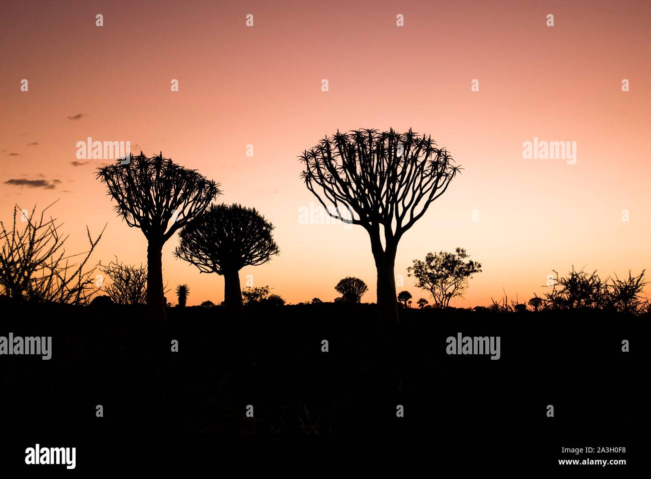 Namibia, Karas province, Quiver Tree forest, sunrise over Quiver trees ...