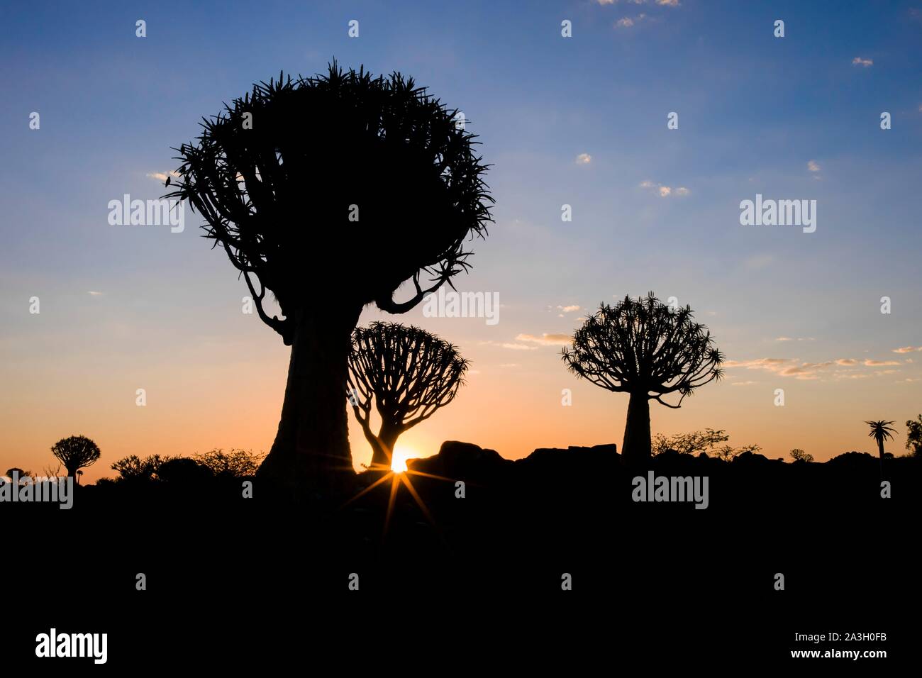 Namibia, Karas province, Quiver Tree forest, Quiver trees at sunset ...