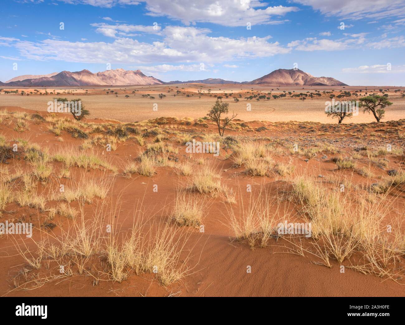 Namibia, Hardap province, Namibrand nature reserve, desert landscape ...