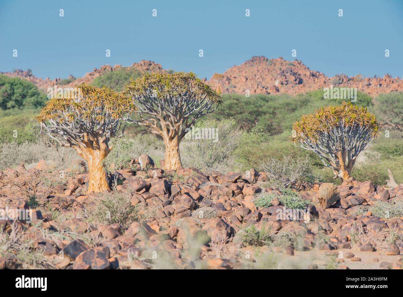 Namibia, Karas province, Quiver Tree forest, Quiver trees Stock Photo ...