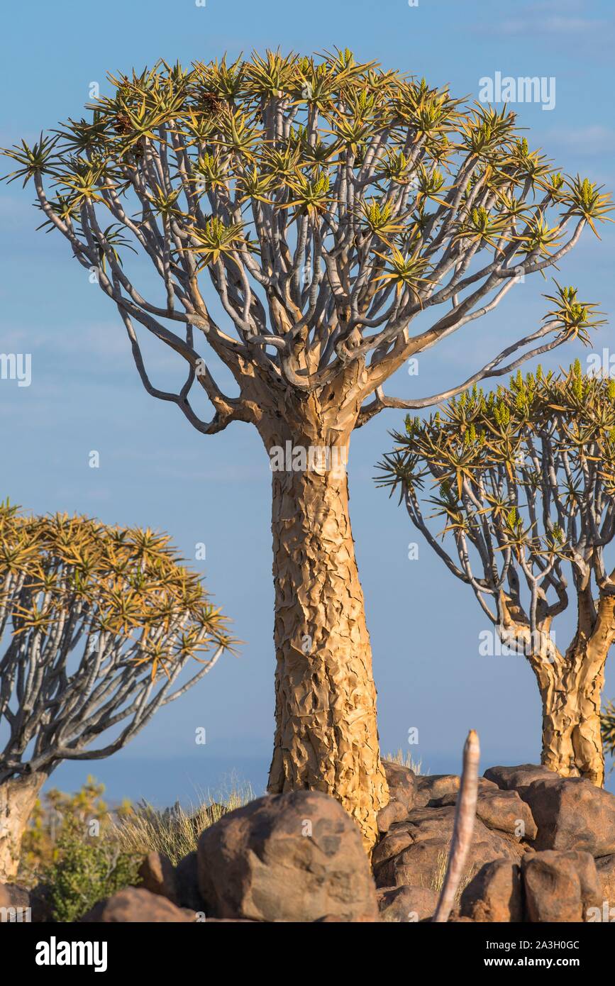 Namibia, Karas province, Quiver Tree forest, Quiver trees Stock Photo ...