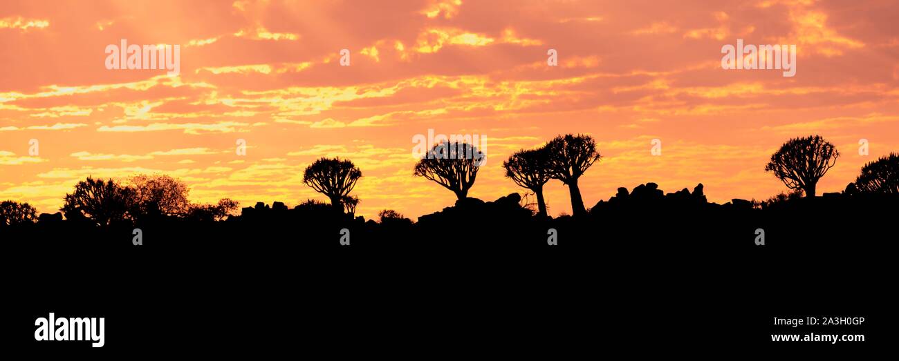 Namibia, Karas province, Quiver Tree forest, sunrise over Quiver trees ...