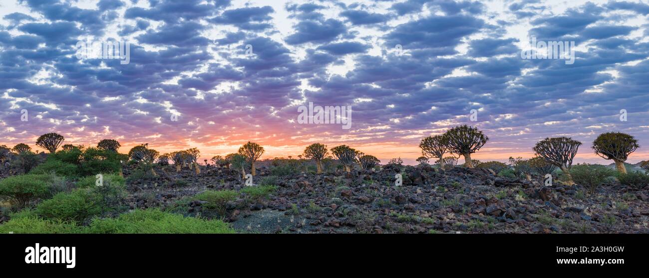 Namibia, Karas province, Quiver Tree forest, sunrise over Quiver trees ...