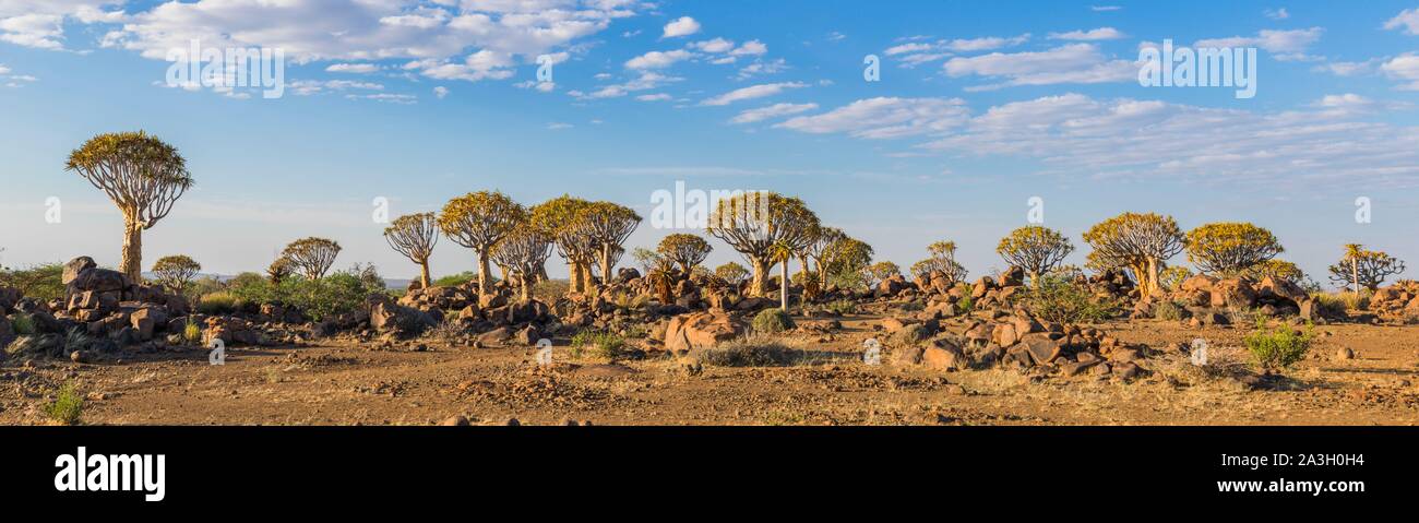 Namibia, Karas province, Quiver Tree forest, Quiver trees Stock Photo ...