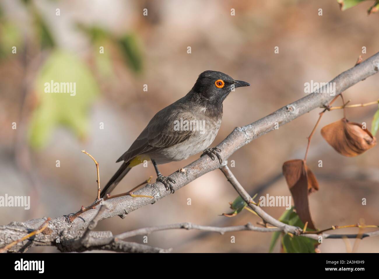 Namibia, Kunene province, Torra Conservancy, African Red Eyed Bulbul ...
