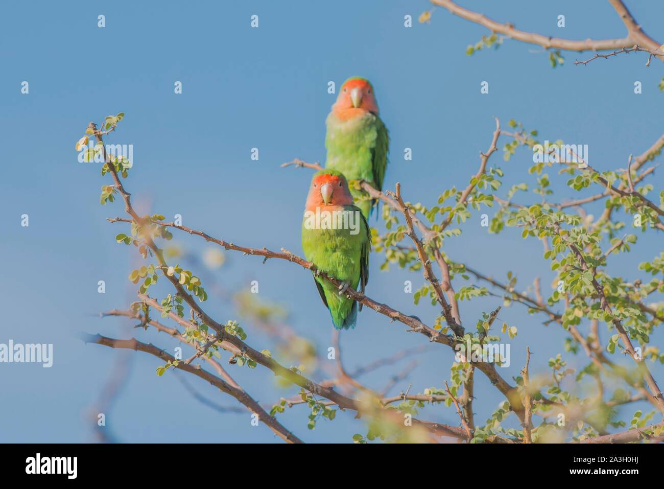 Quiver Tree Bird High Resolution Stock Photography and Images - Alamy