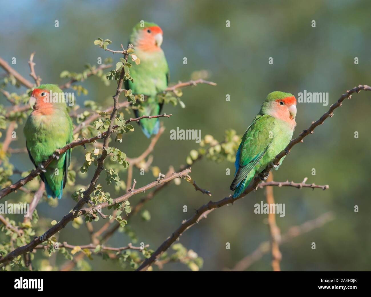 Quiver Tree Bird High Resolution Stock Photography and Images - Alamy