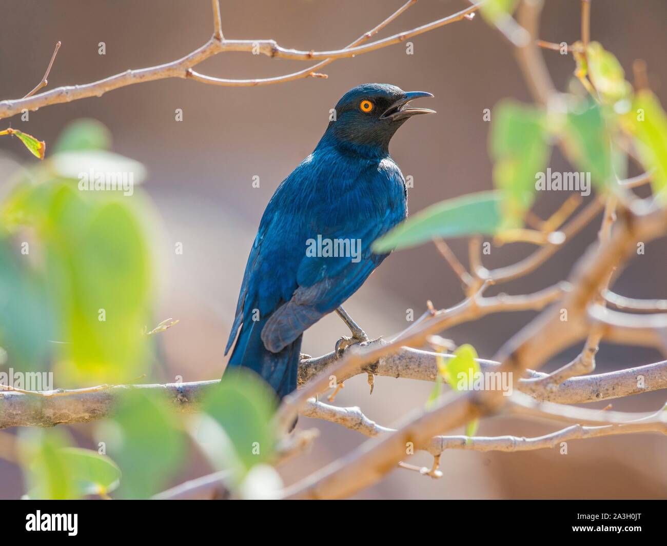Namibia, Kunene province, Torra Conservancy, Greater Blue Eared ...