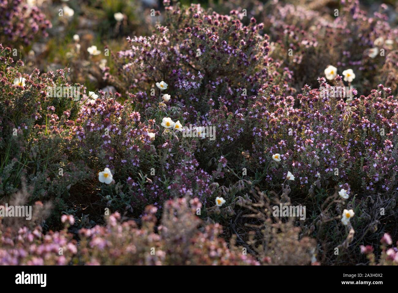 Plateau rose hi-res stock photography and images - Alamy