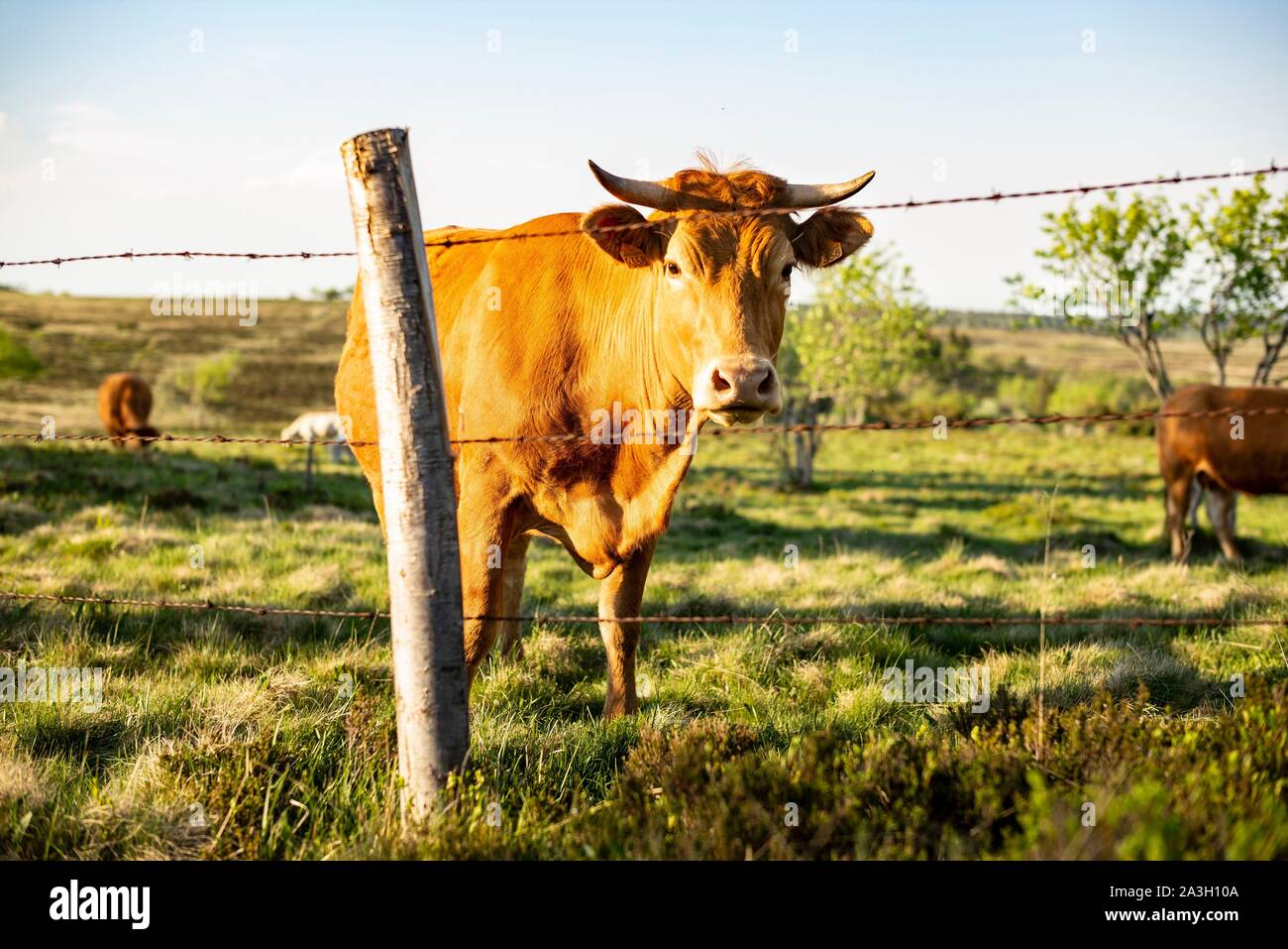 Massif central mountain range hi-res stock photography and images - Alamy