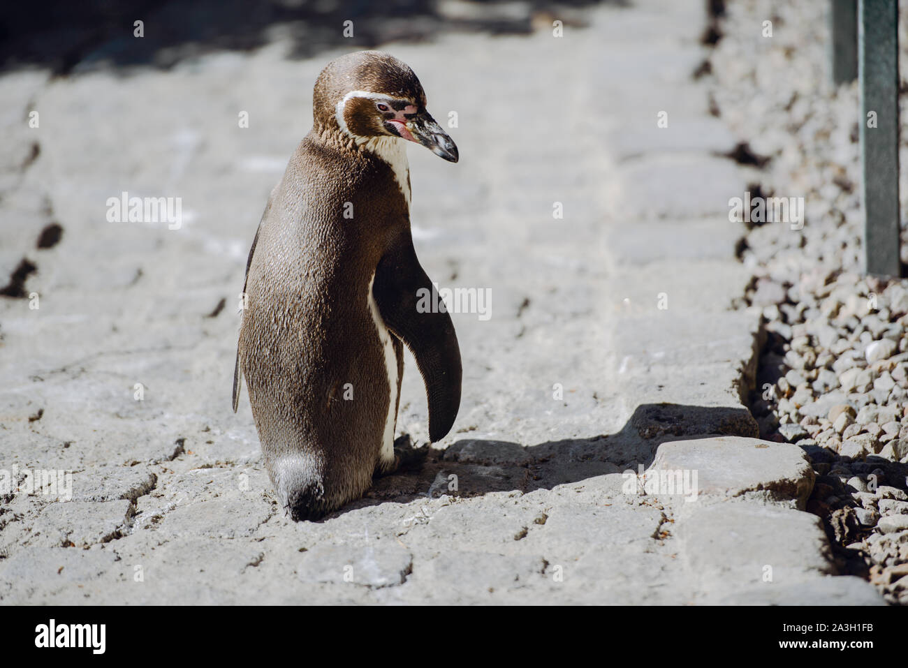 The penguin stands and looks straight. Copyspace Stock Photo - Alamy