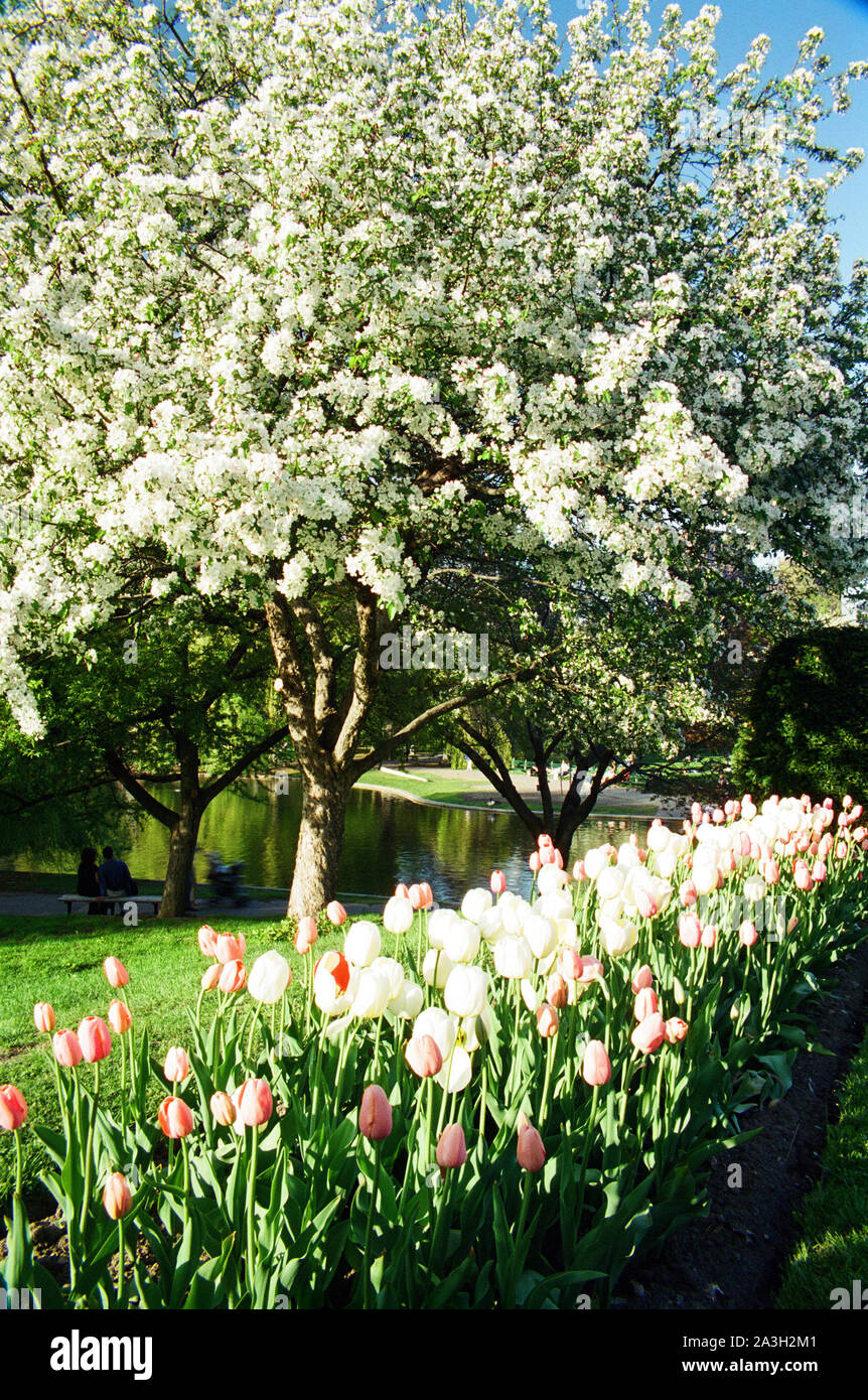 Boston Public Garden in spring - USA Stock Photo - Alamy