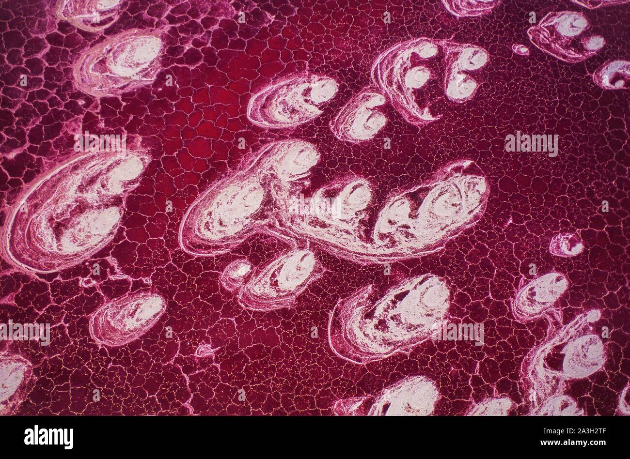 Tanzania, Rift Valley, Lake Magadi as Lake Natron seen from the sky are ...