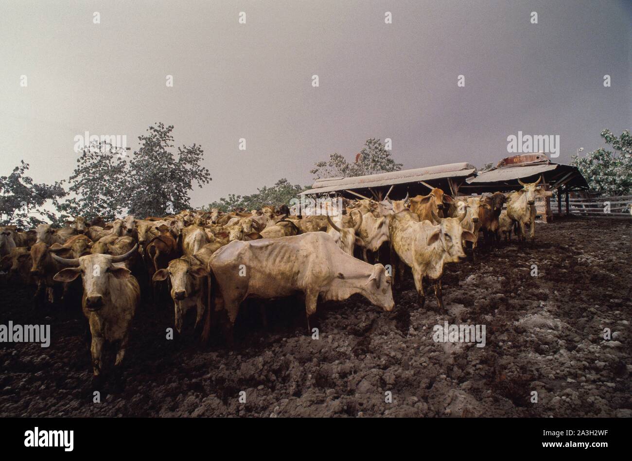 Philippines, Luzon Island, Pinatubo Volcano, 1991 Eruption of Pinatubo ...