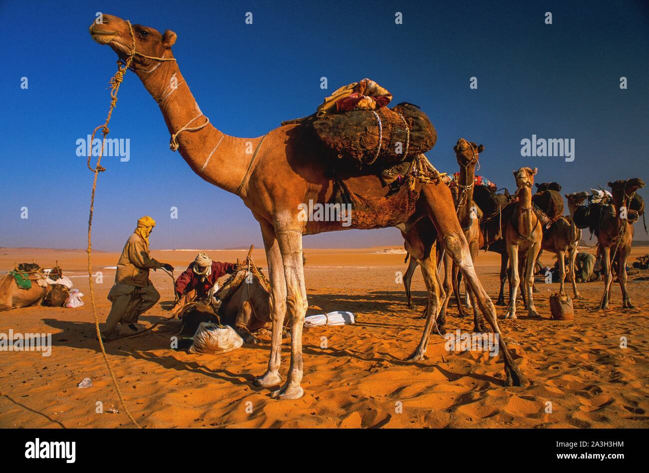 Chad, Ennedi, Sahara, Caravan in the Depression Cora Mordi Stock Photo ...