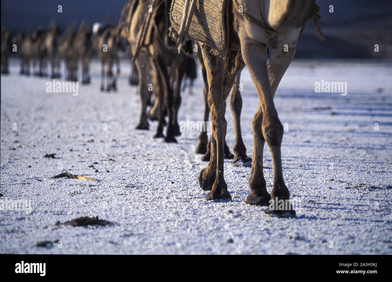 Ethiopia, Salt Caravans Stock Photo - Alamy