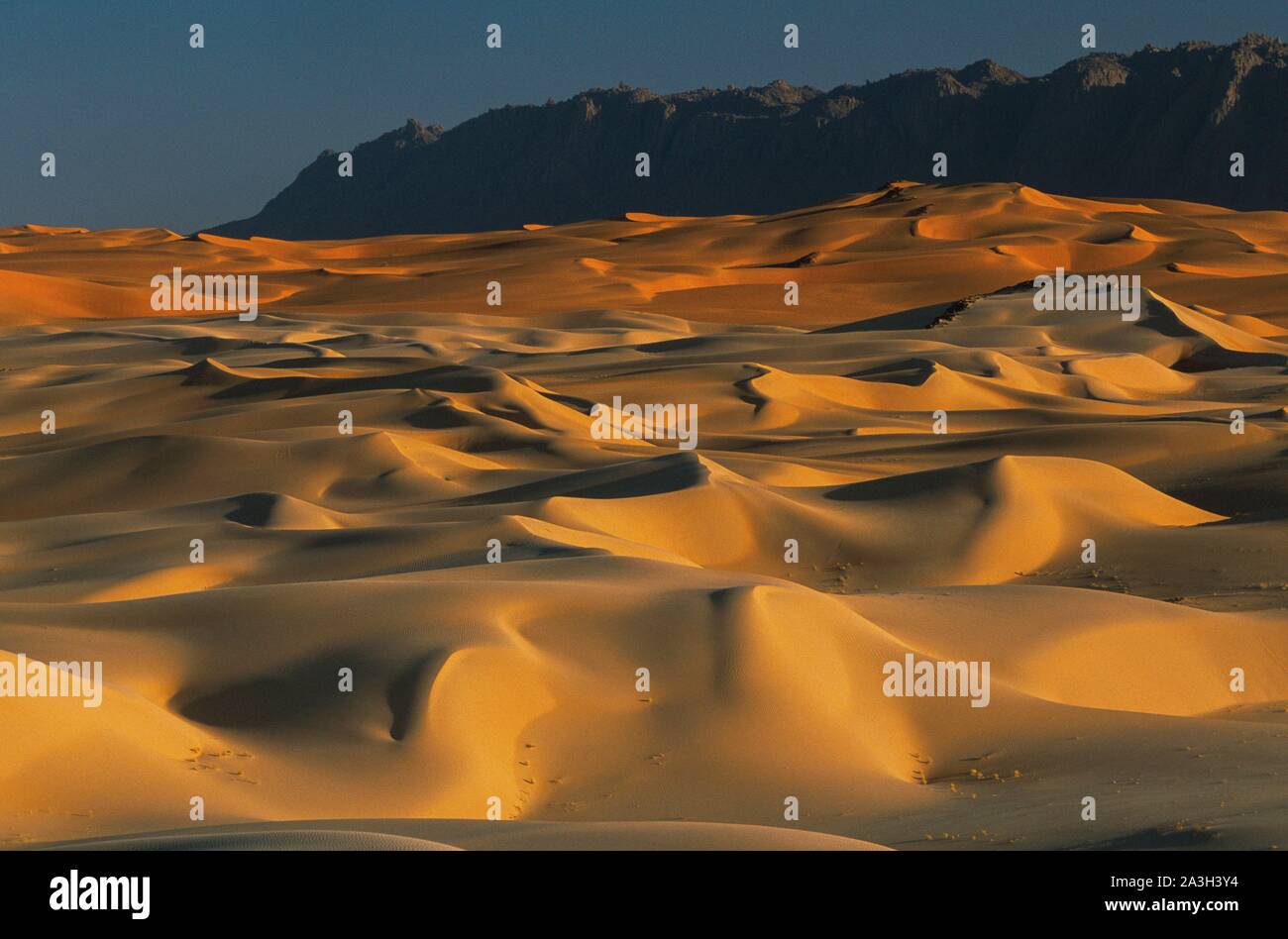 Tenere tree niger hi-res stock photography and images - Alamy