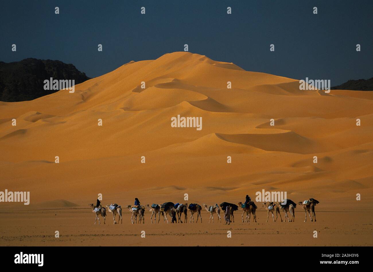 Acacia tenere tree hi-res stock photography and images - Alamy