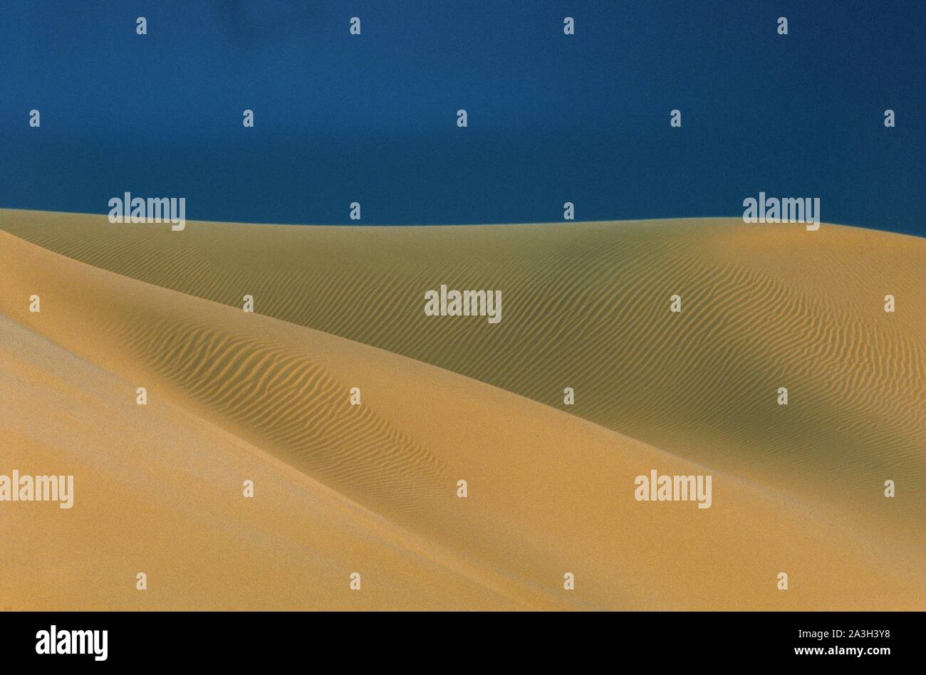 Tenere tree hi-res stock photography and images - Alamy