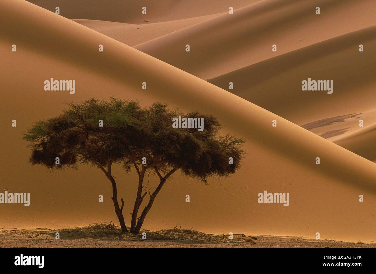 Tenere tree hi-res stock photography and images - Alamy