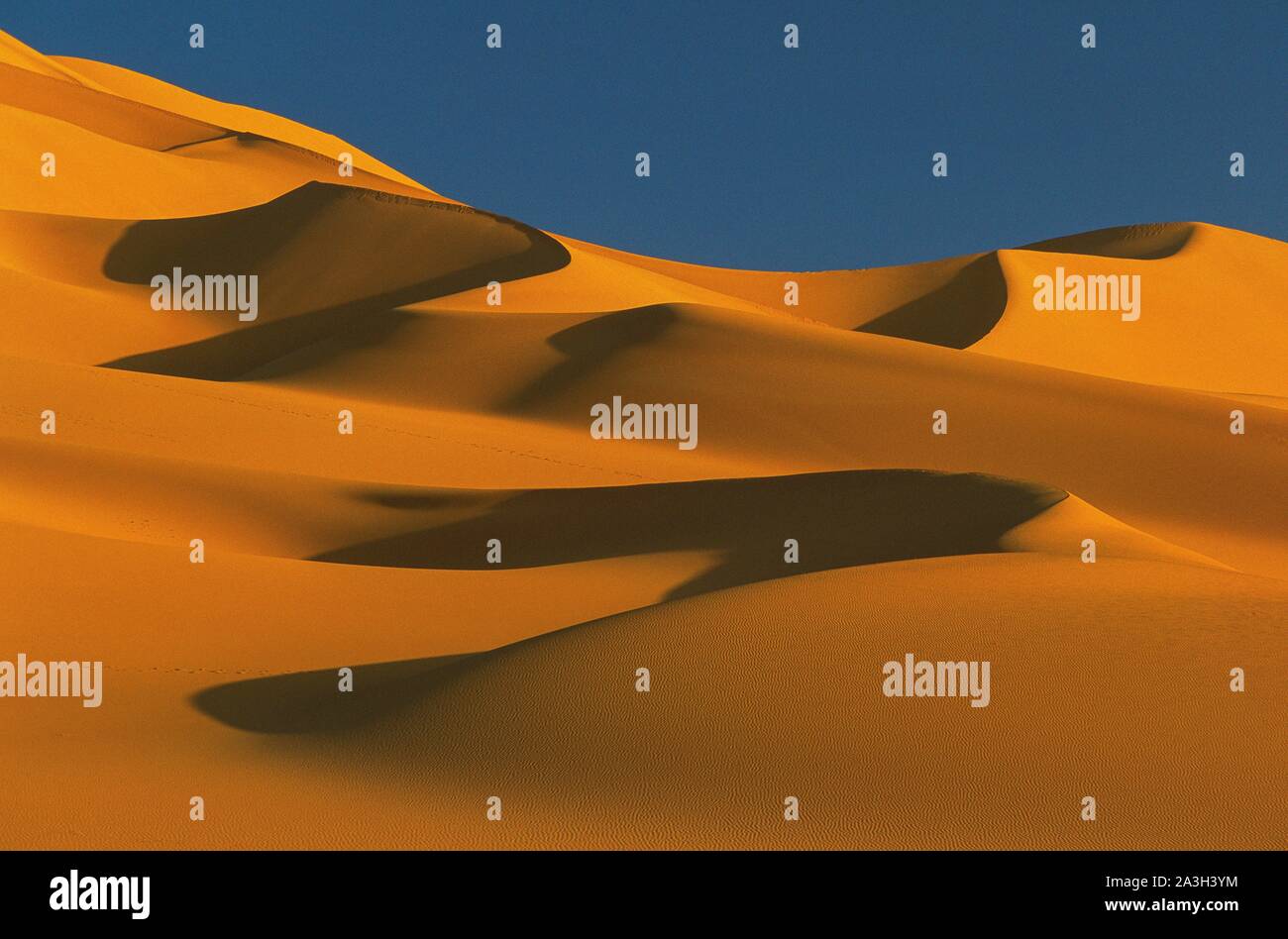 Tenere tree hi-res stock photography and images - Alamy