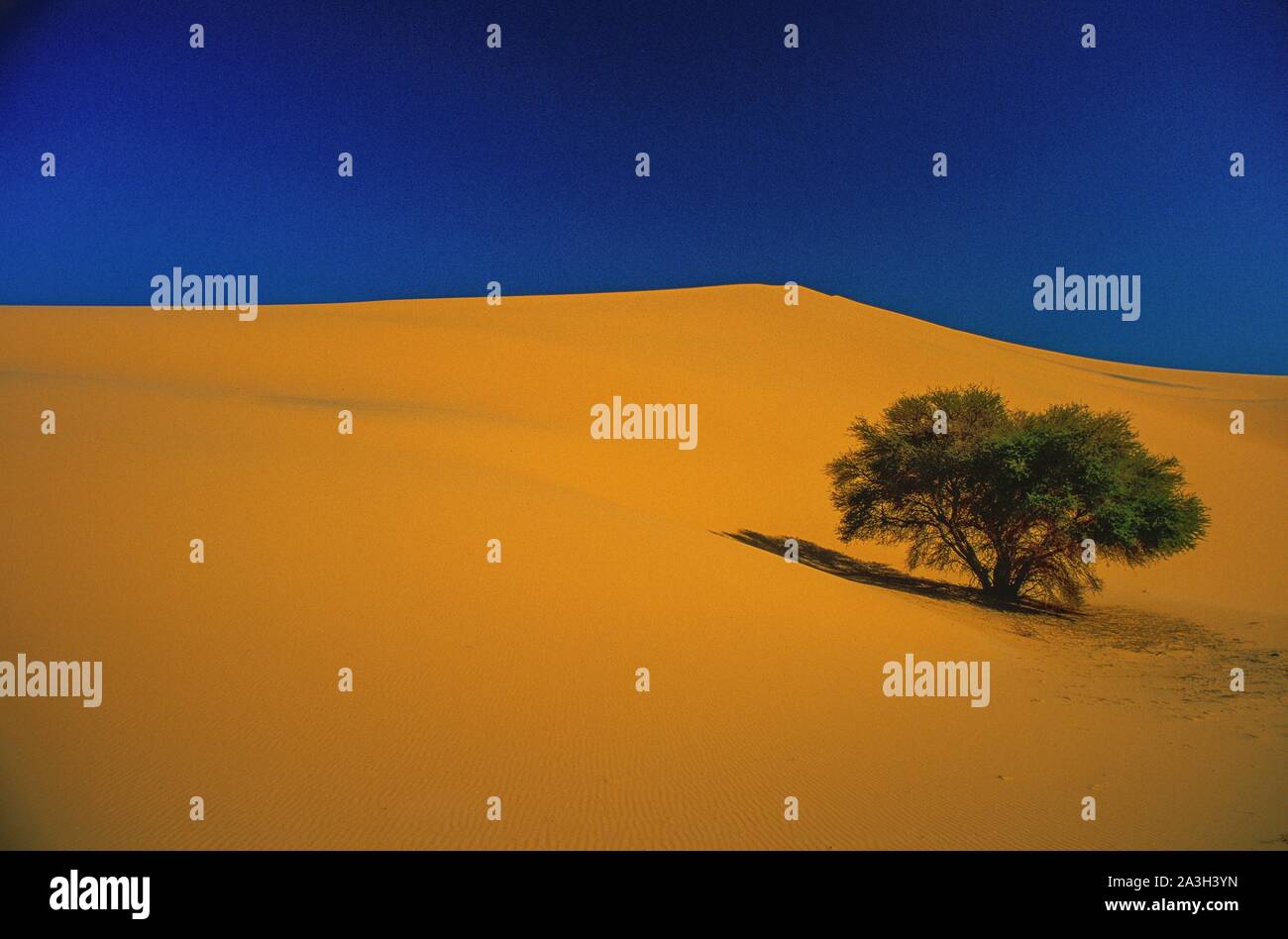 Tenere tree hi-res stock photography and images - Alamy