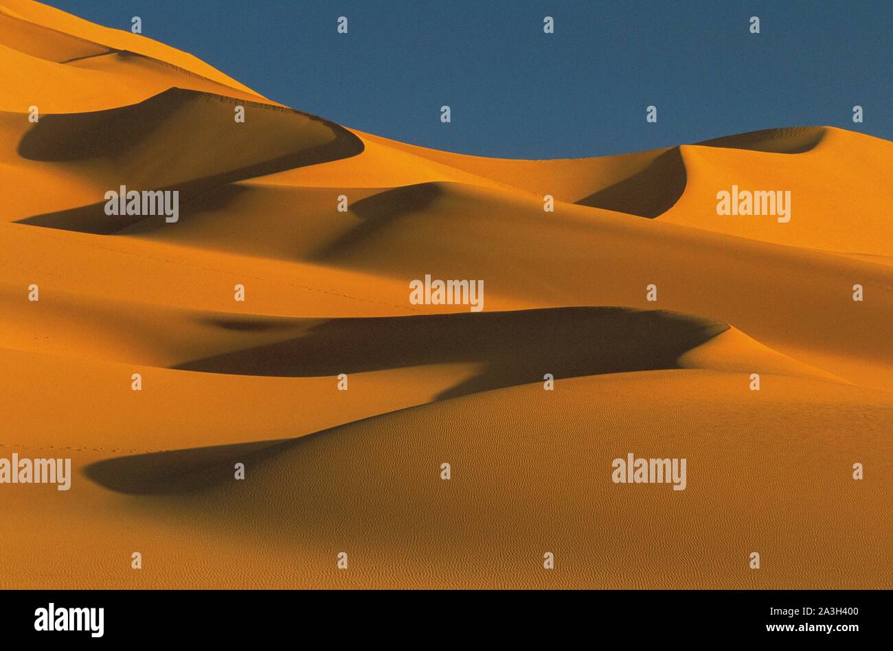 Tenere tree hi-res stock photography and images - Alamy