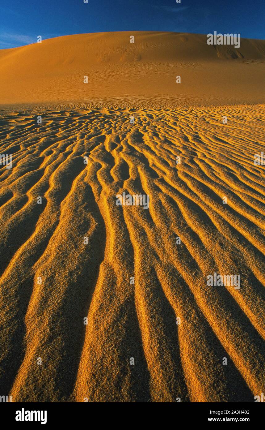 Acacia tenere tree hi-res stock photography and images - Alamy