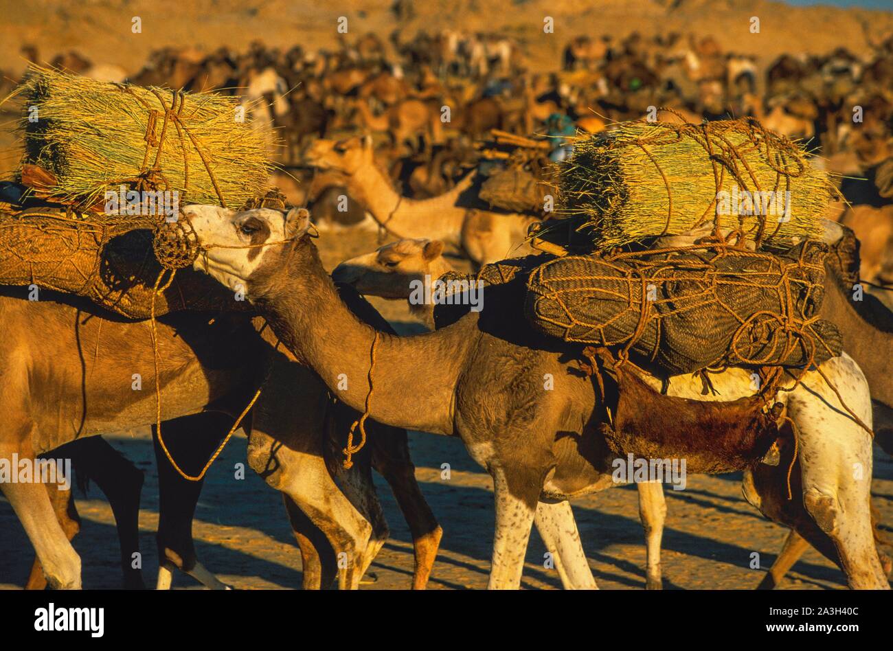 Niger Fachi People In Desert High Resolution Stock Photography and ...