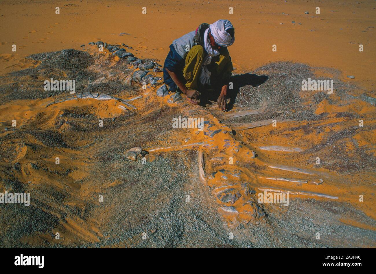Niger, Tenere, Dinosaur fossils at Gobero in the desert of Tenere Stock ...