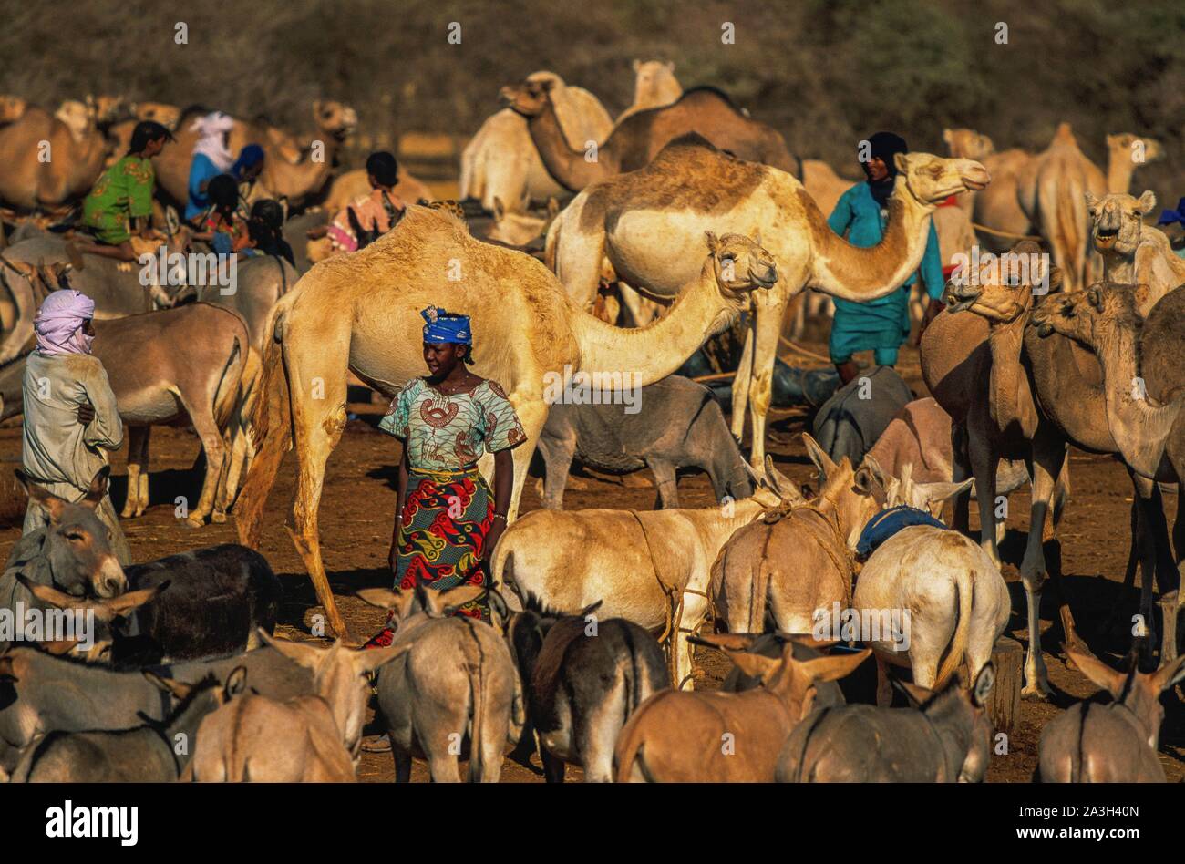Niger, Tenere, Arafa Well in the Air, Tenere Desert Stock Photo - Alamy