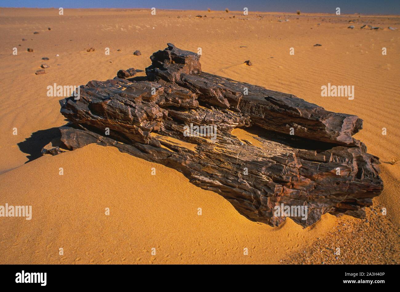 The ténéré tree hi-res stock photography and images - Alamy