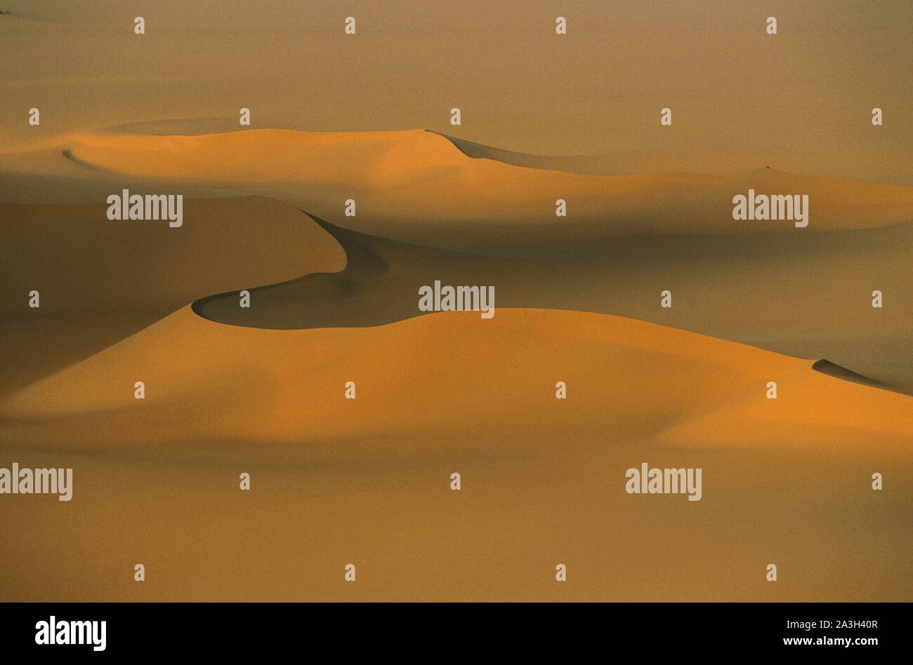 Acacia tenere tree hi-res stock photography and images - Alamy