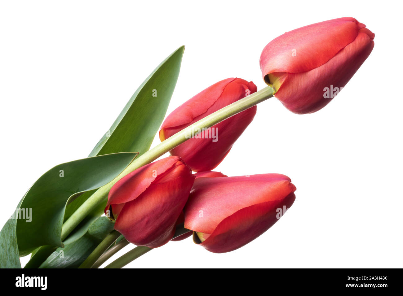 Five red tulips isolated on a white background Stock Photo - Alamy