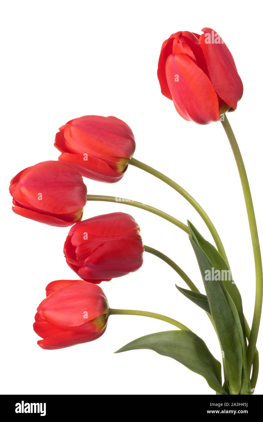 Five red tulips isolated on a white background Stock Photo - Alamy