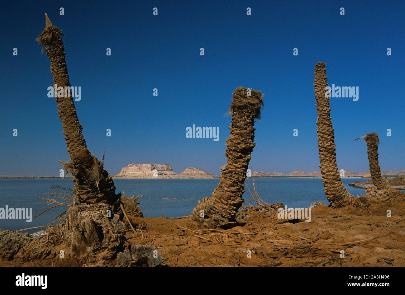 Egypt, Northwest, Siwa Oasis, Salt Rides in Siwa Lagoons Stock Photo ...
