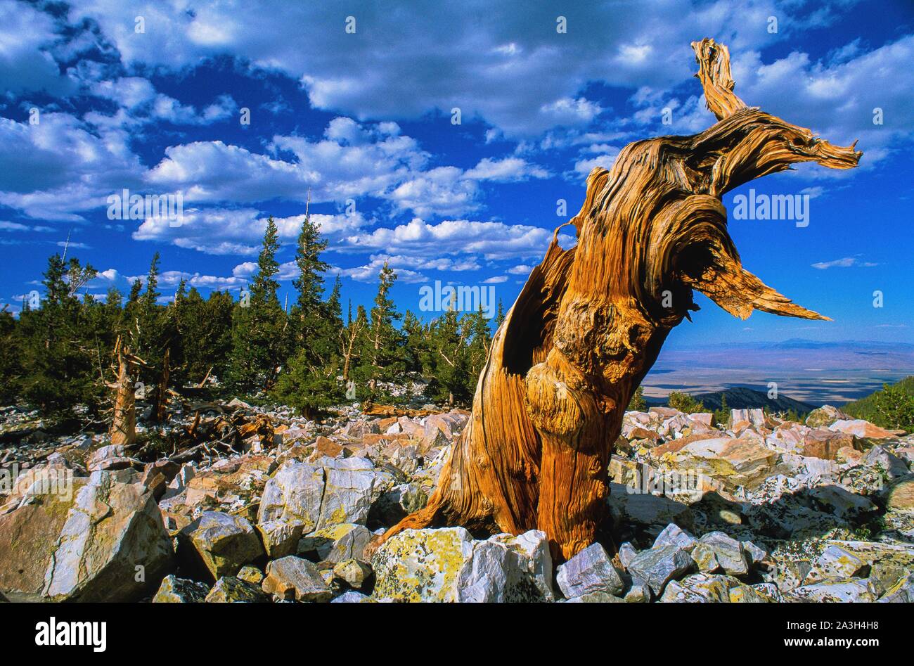 United States, Nevada, Great Basin National Park, the Bristlecone Pine ...