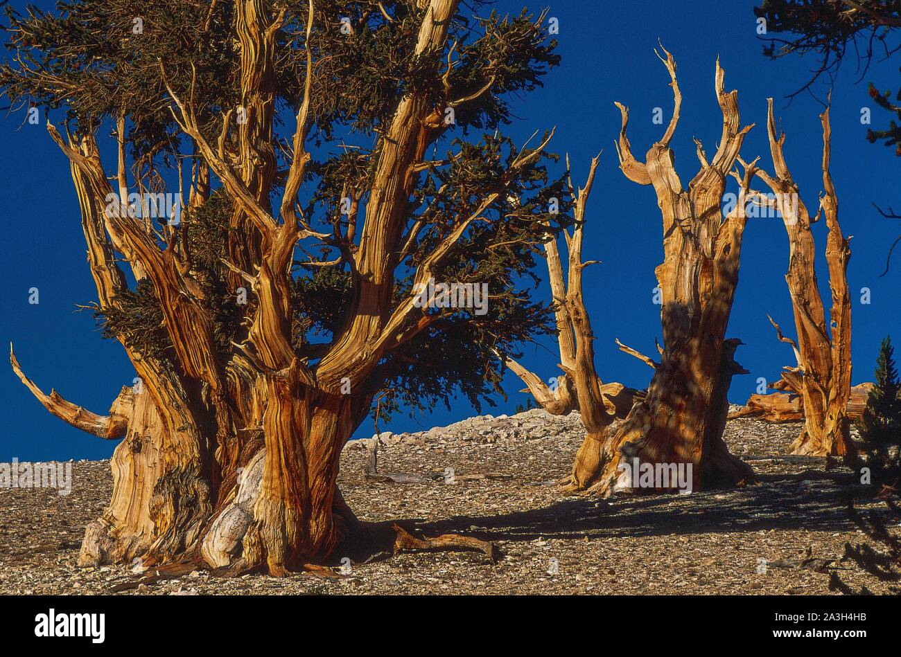 United States, California, Inyo National Forest, bristlecone pines, the ...