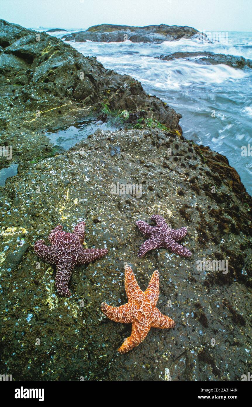 Starfish olympic national park washington hi-res stock photography and ...