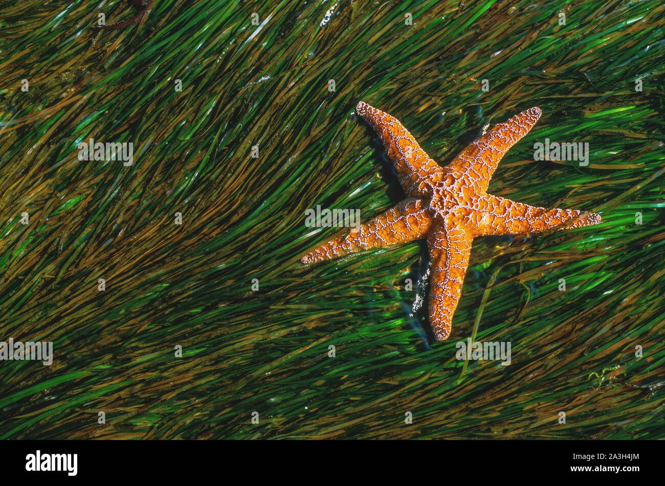 Starfish olympic national park washington hi-res stock photography and ...