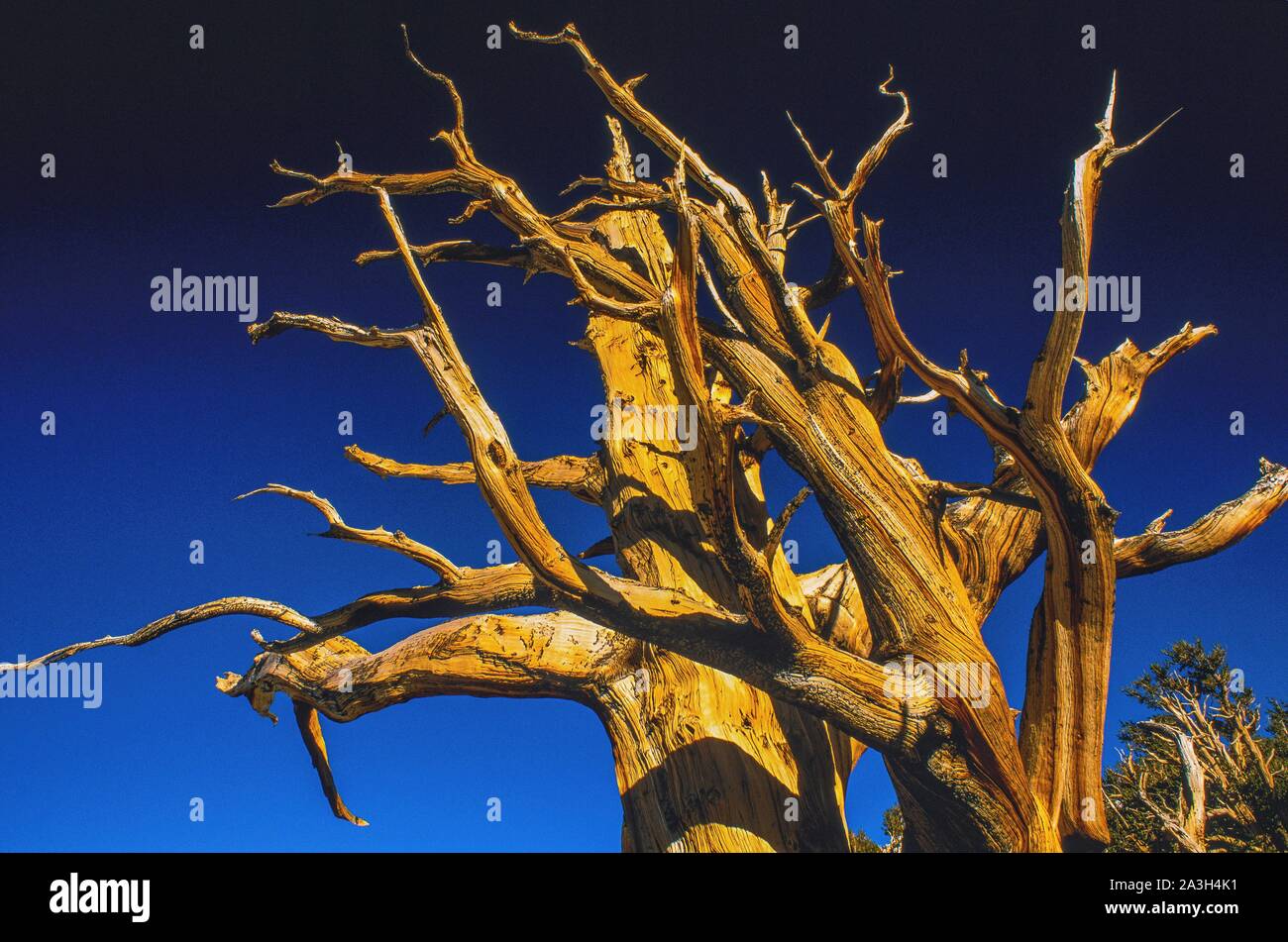 United States, California, Patriarch grove, the Bristlecone pine is one ...