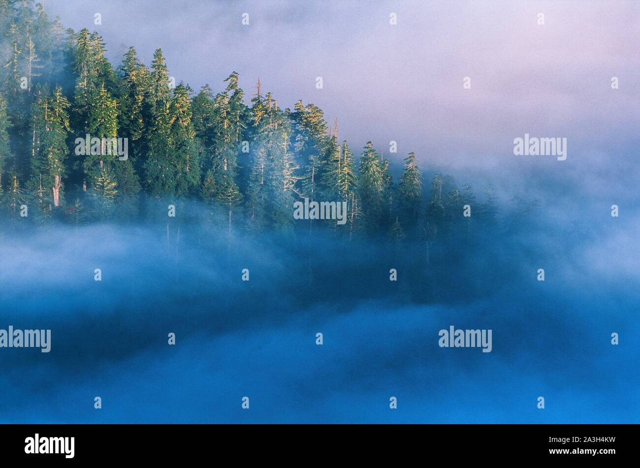 United States, California, Redwood National Park, Redwood National Park ...