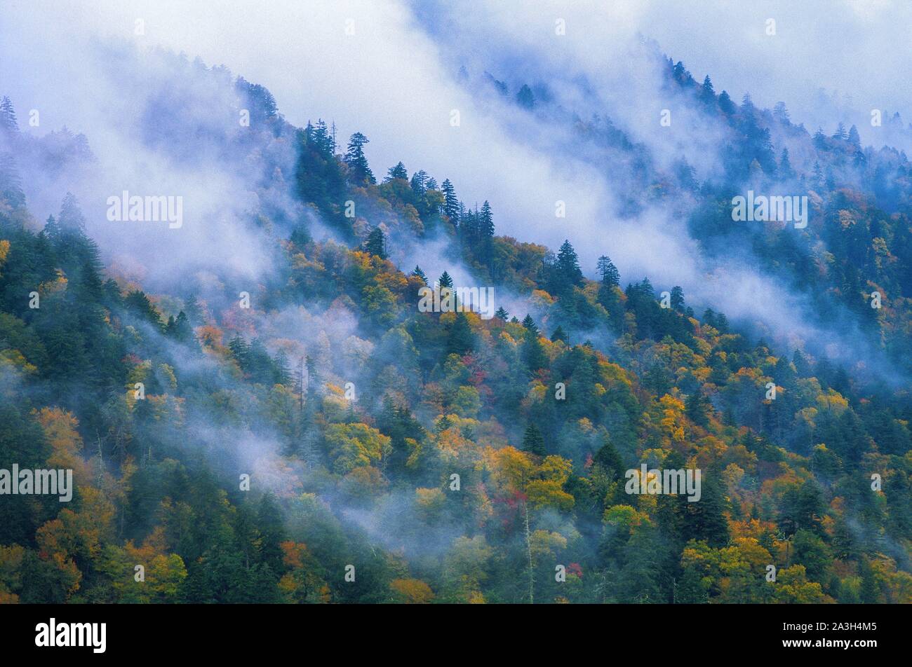 United States, North Carolina, Great Smoky Mou National Park, Great ...