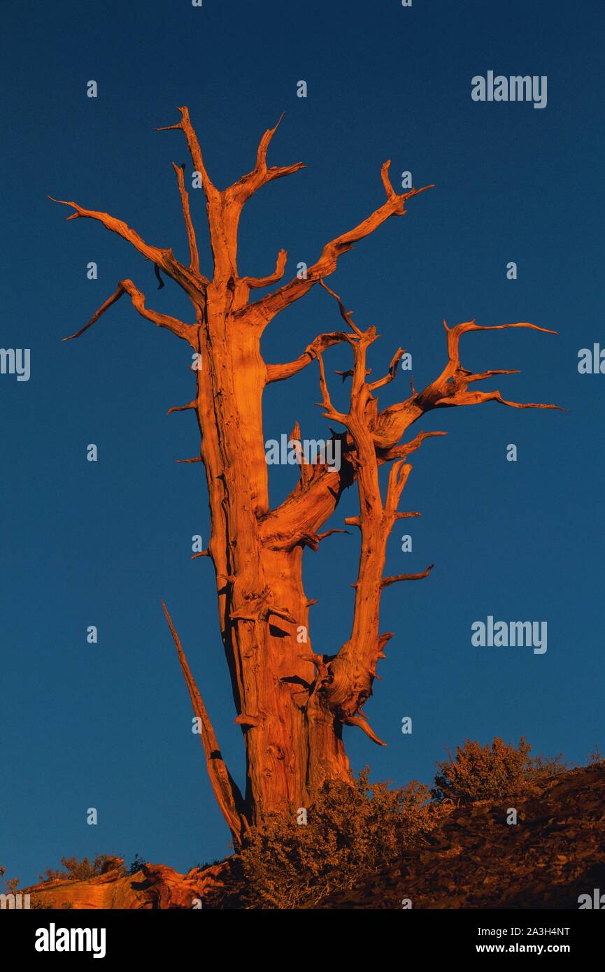 United States, California, Patriarch grove, the Bristlecone pine is one ...