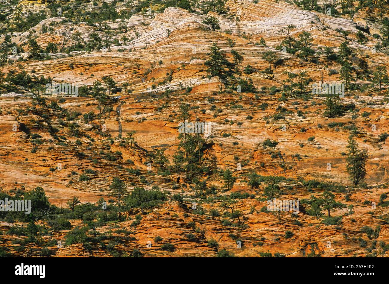 United States, Utah, Zion National Park, Zion Park is famous for its ...