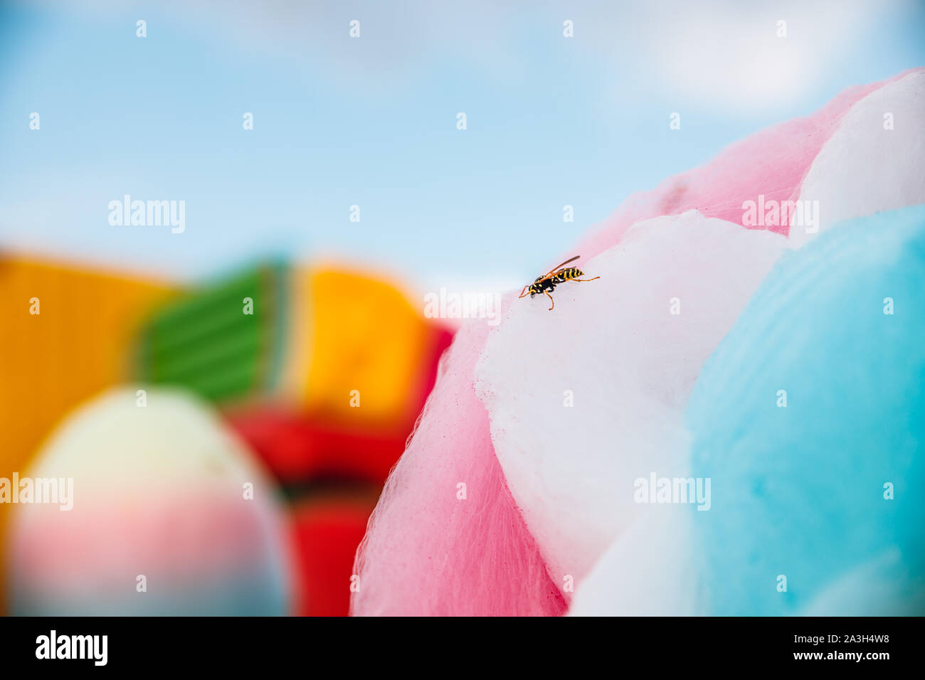 Wasps love sweets. Wasp sits on cotton candy Stock Photo - Alamy
