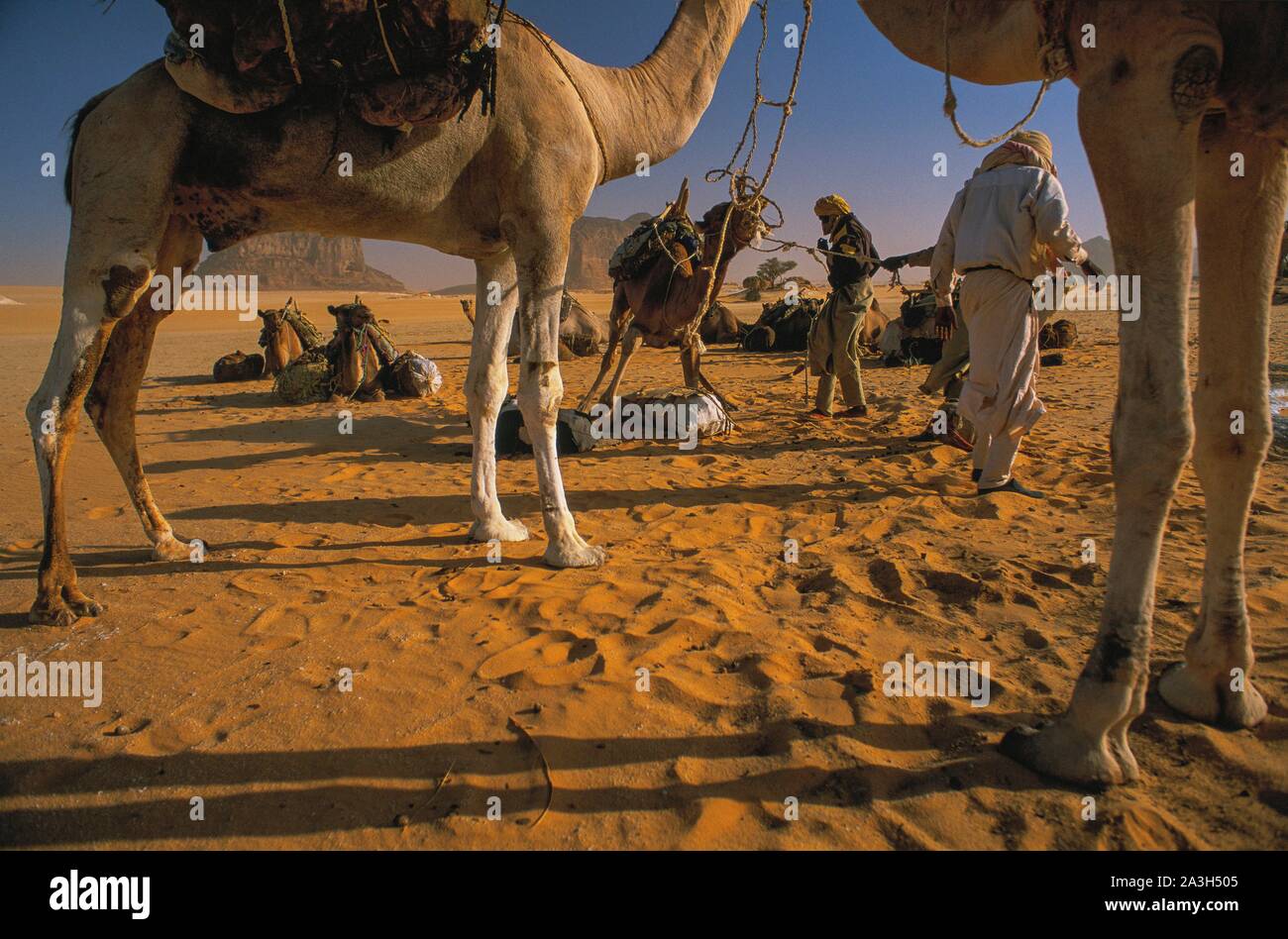 Chad, Ennedi, Sahara, Caravan, depression of the Mourdi Stock Photo - Alamy