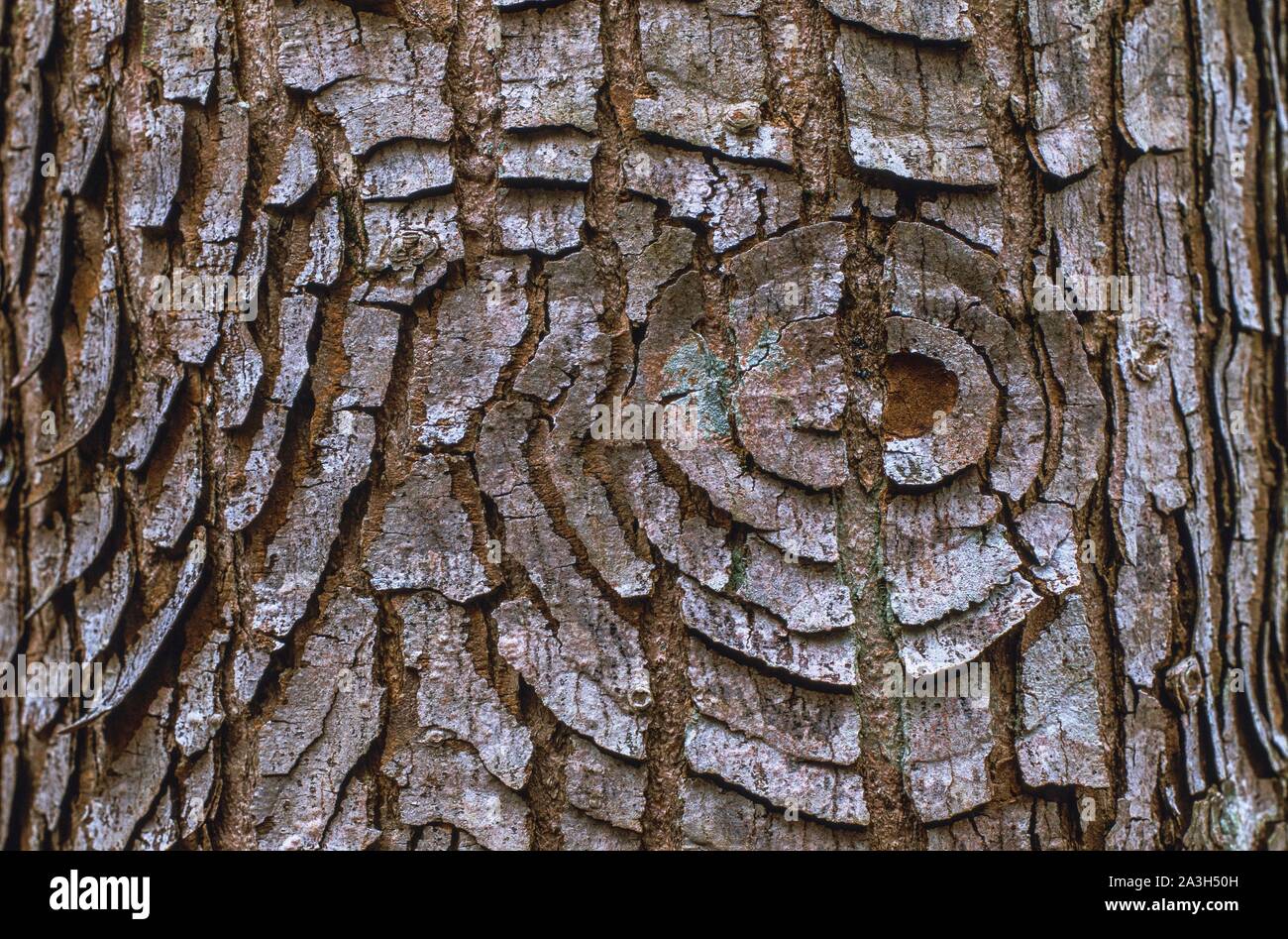 United States, Maine, Acadia National Park, Geometric figure on the ...